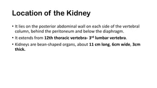 Anatomy of urinary system(1).pdf