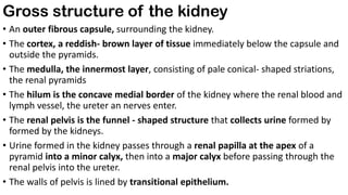 Anatomy of urinary system(1).pdf