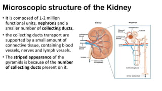 Anatomy of urinary system(1).pdf