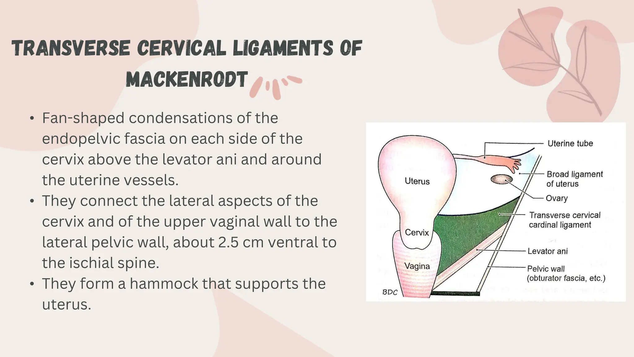 anatomy of uterus_100_202431123456234.pptx