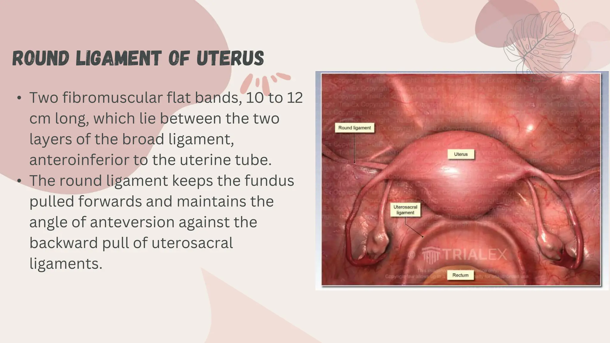 anatomy of uterus_100_202431123456234.pptx