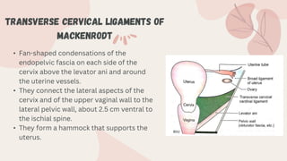 anatomy of uterus_100_202431123456234.pptx