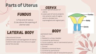 anatomy of uterus_100_202431123456234.pptx