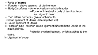 anatomy of uterus 2.pptx_20260407_063213_0000.pdf