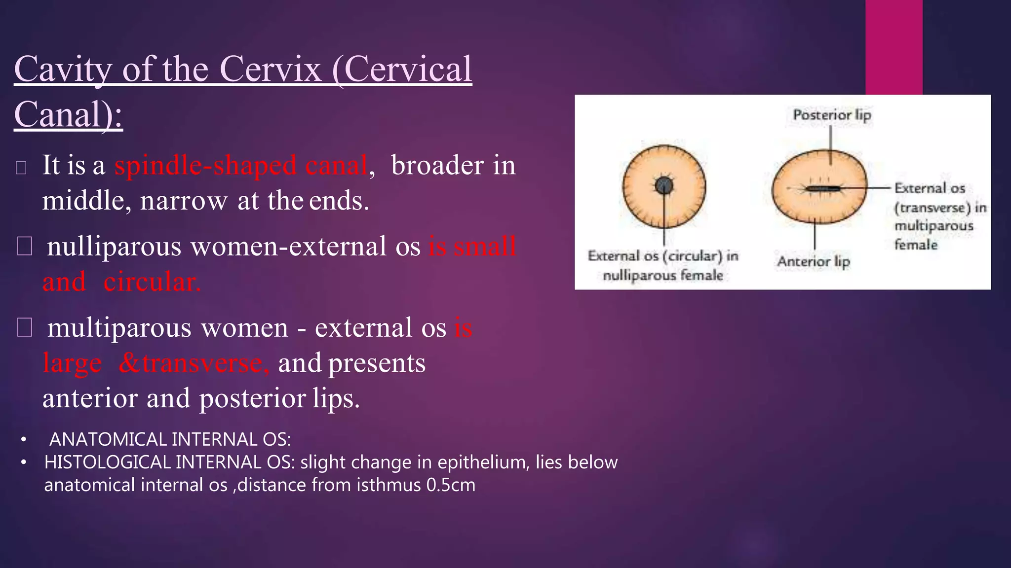 Anatomy of uterus and appendages | PPTX