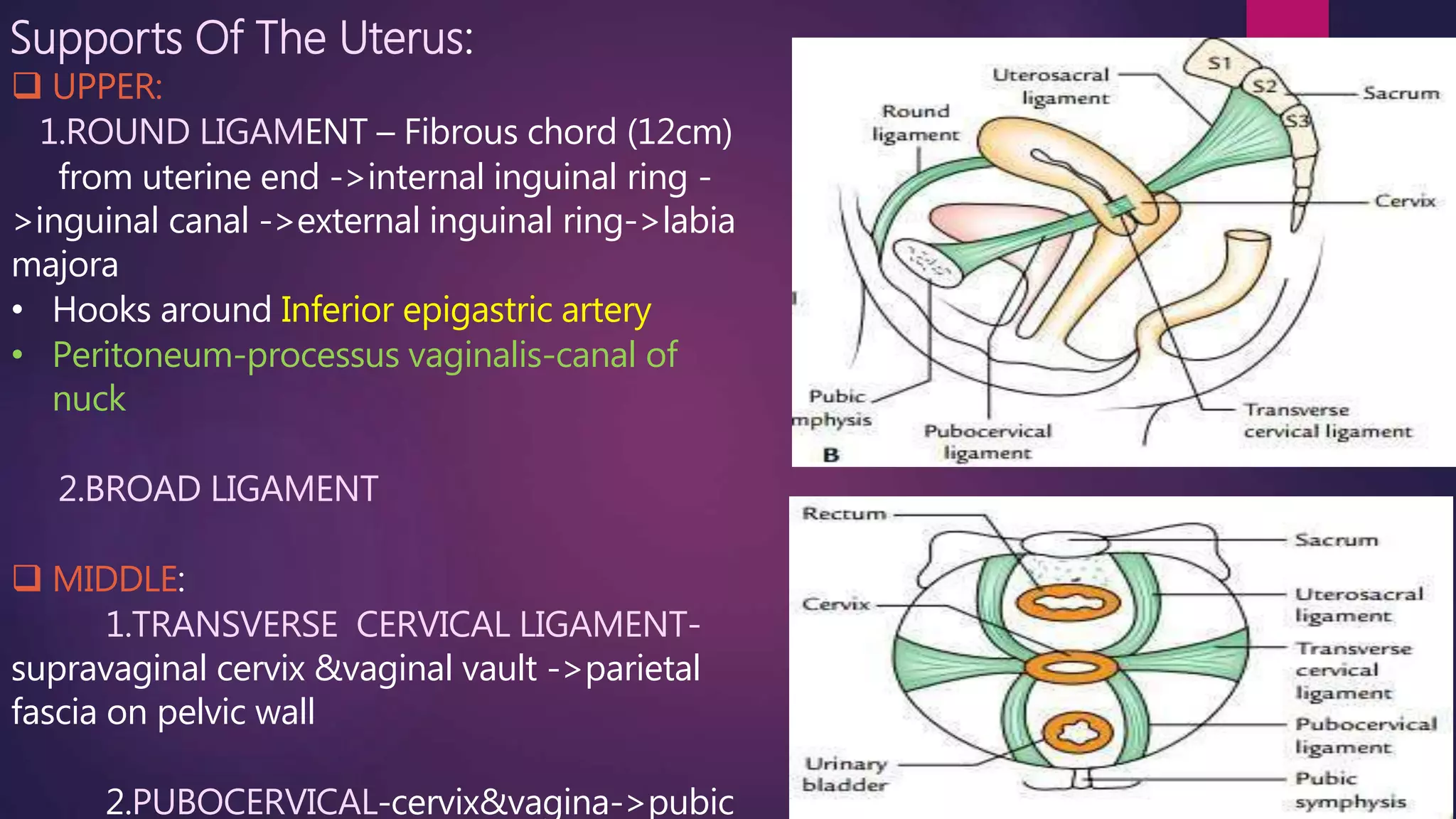 Anatomy of uterus and appendages | PPTX