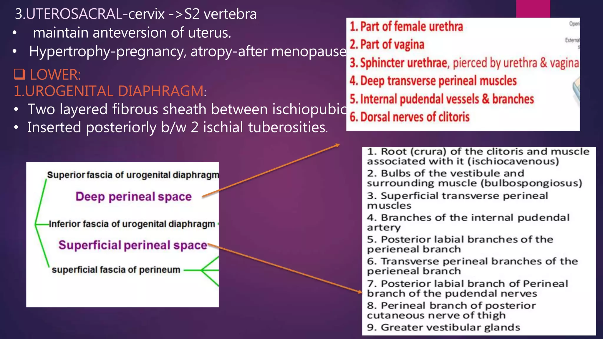 Anatomy of uterus and appendages | PPTX | Pregnancy | Reproductive Health