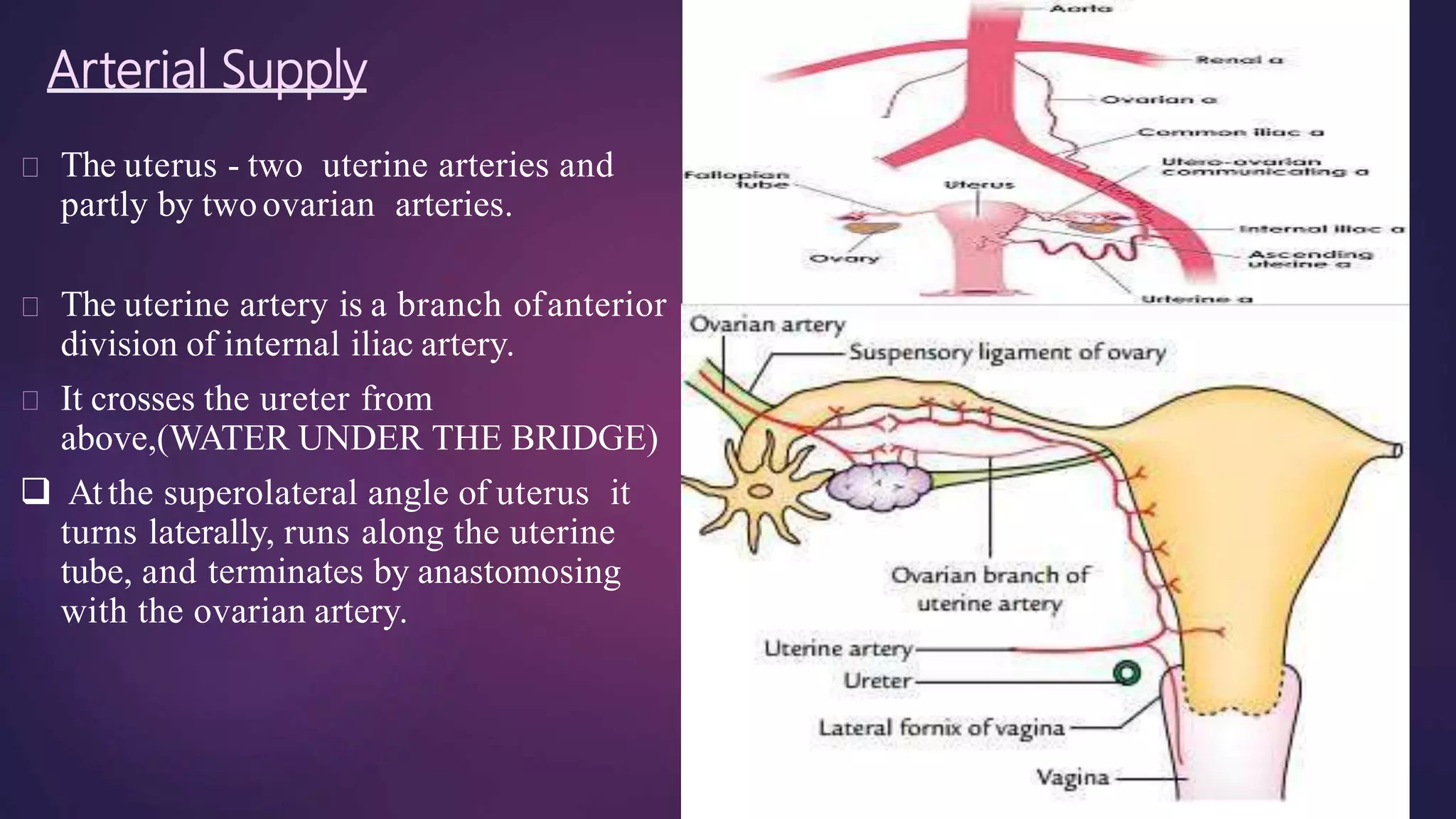 Anatomy of uterus and appendages | PPTX