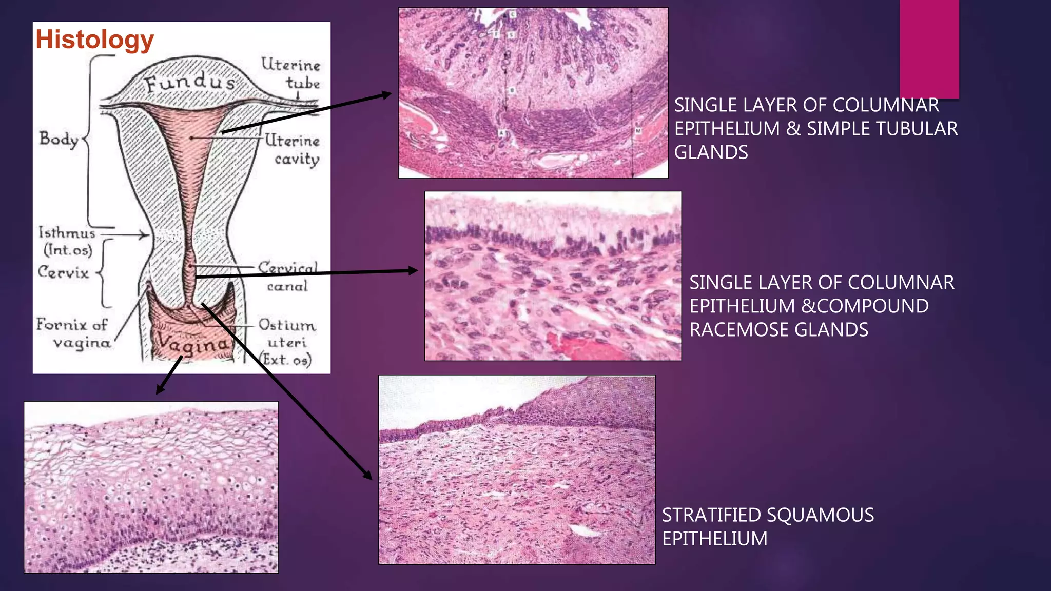 Anatomy of uterus and appendages | PPTX