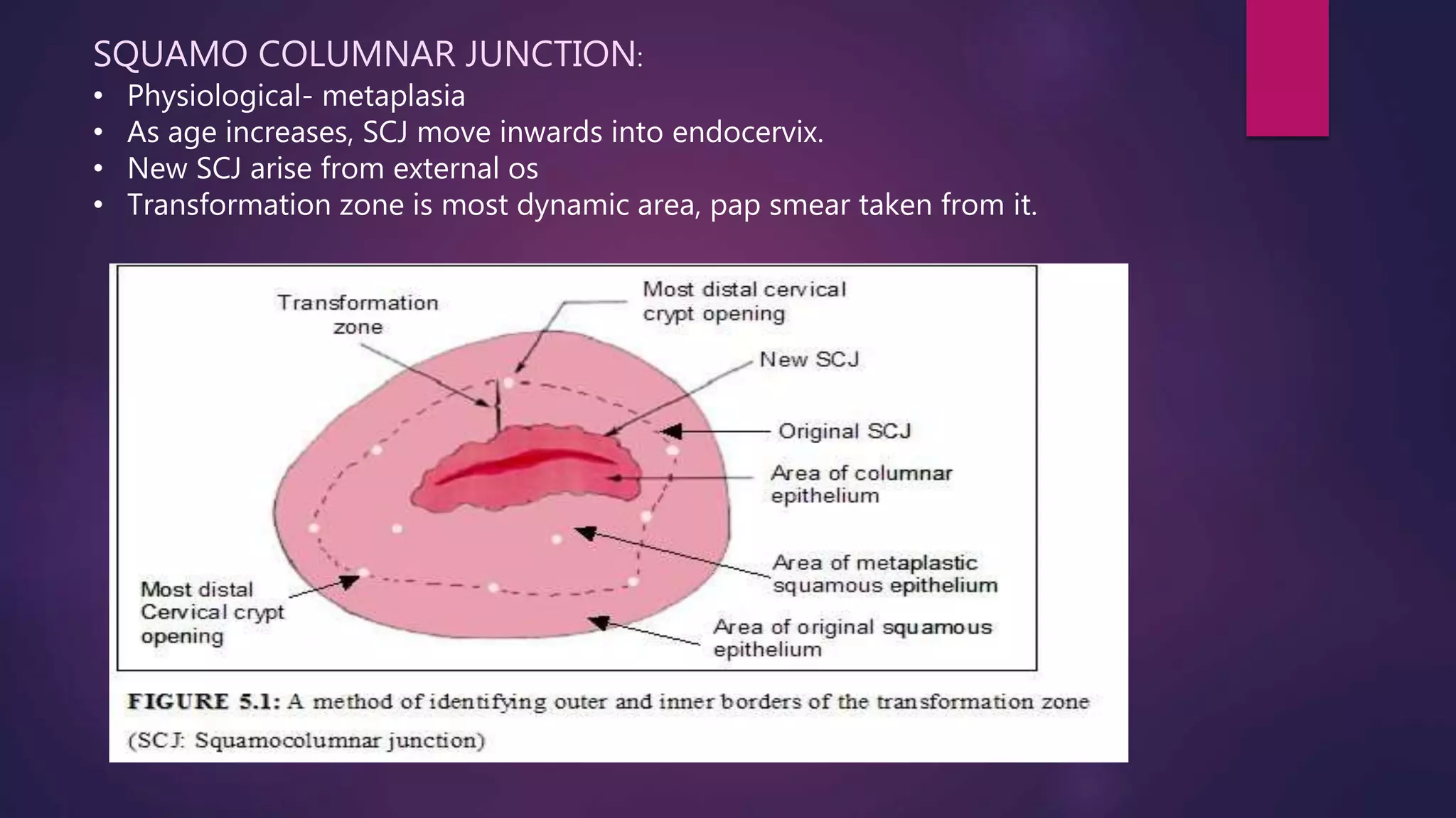 Anatomy of uterus and appendages | PPTX
