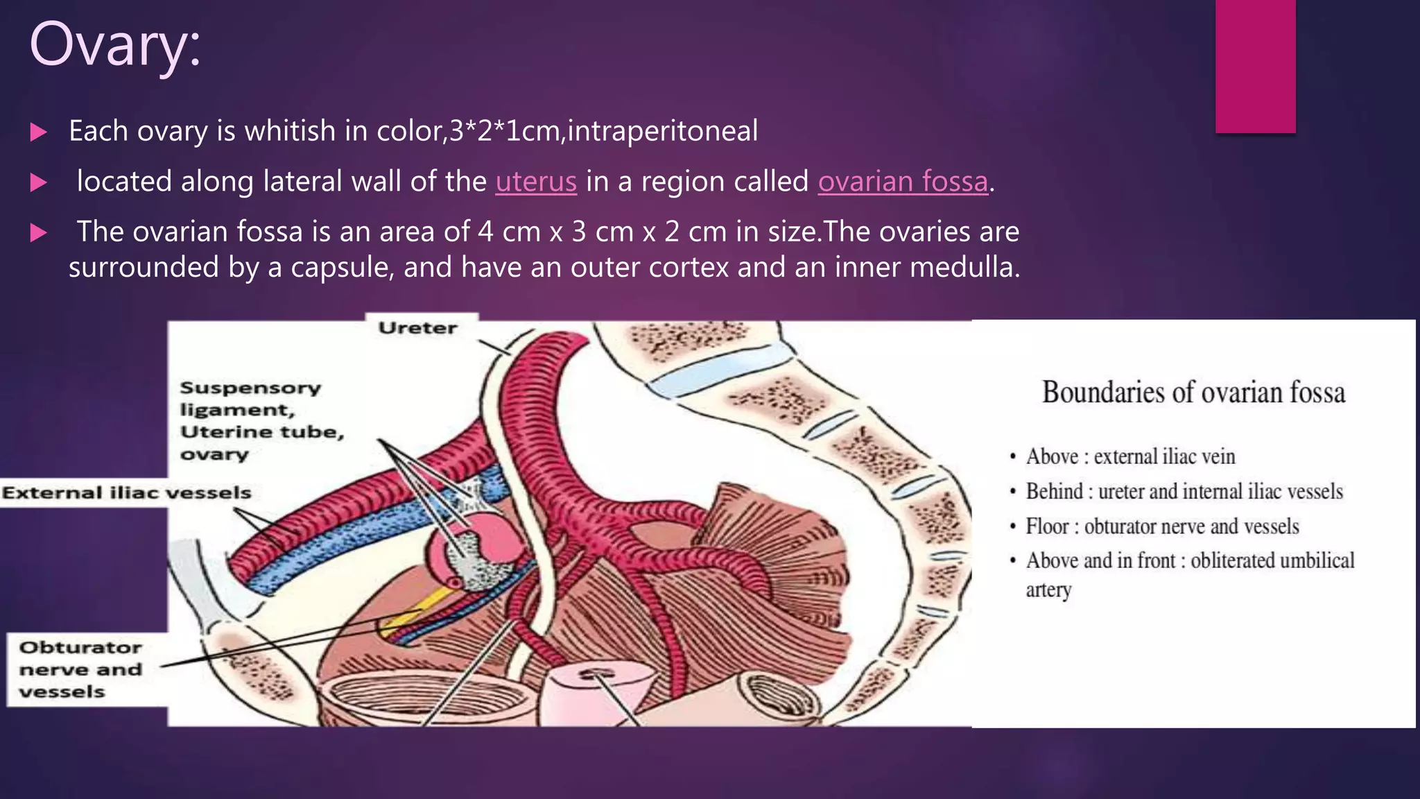 Anatomy of uterus and appendages | PPTX