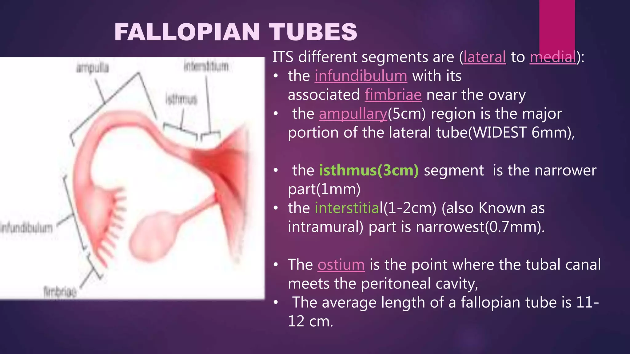 Anatomy of uterus and appendages | PPTX