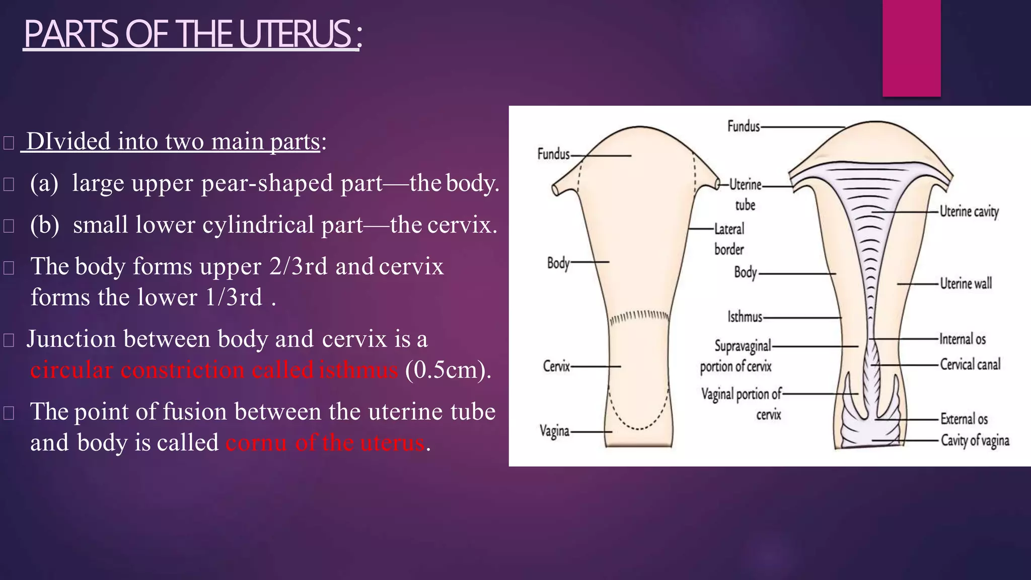Anatomy of uterus and appendages | PPTX