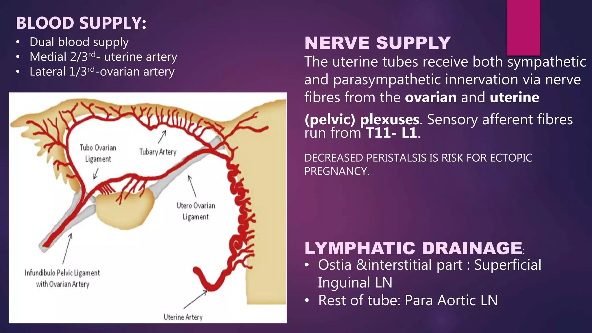 Anatomy of uterus and appendages | PPTX
