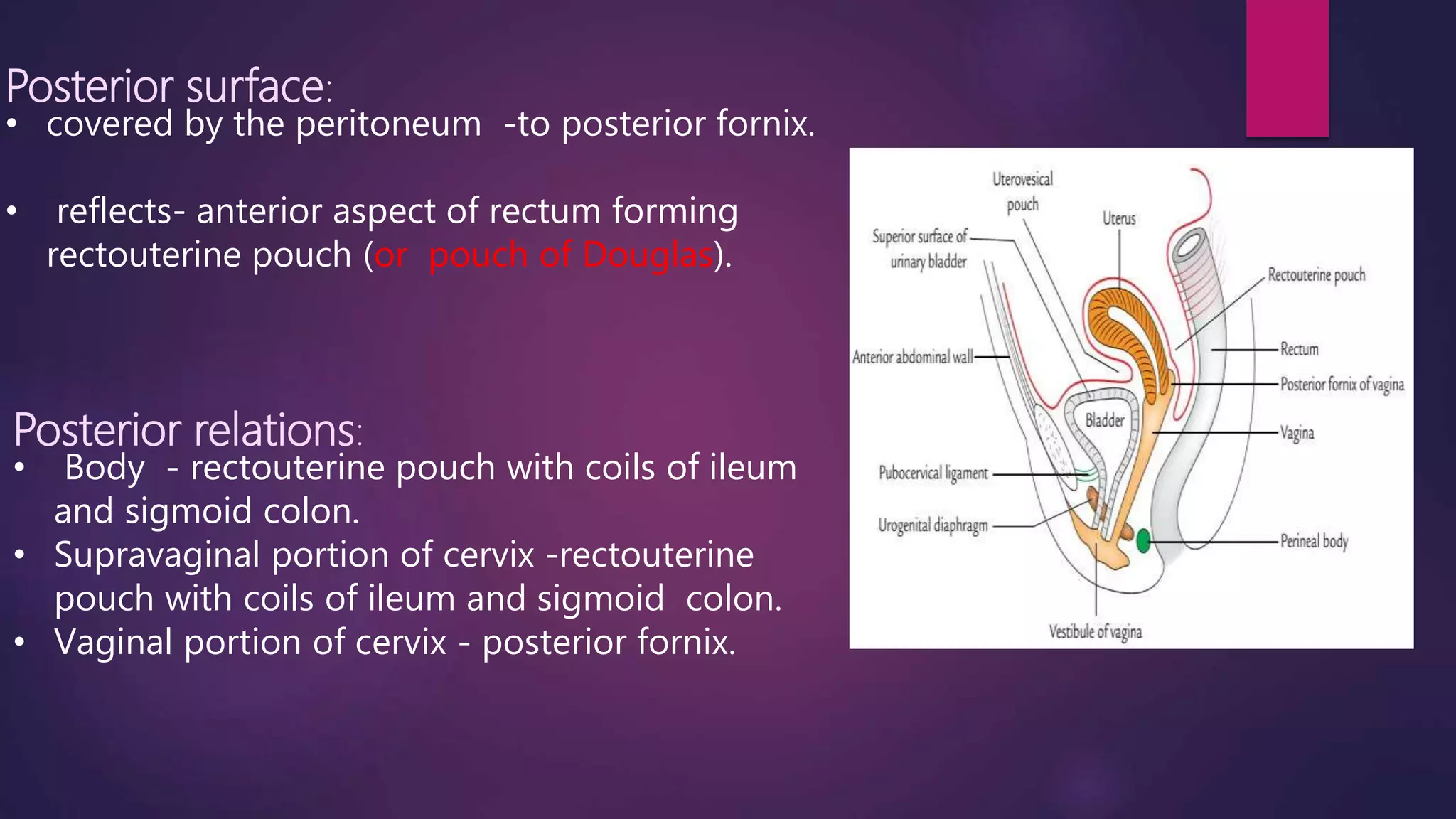 Anatomy of uterus and appendages | PPTX