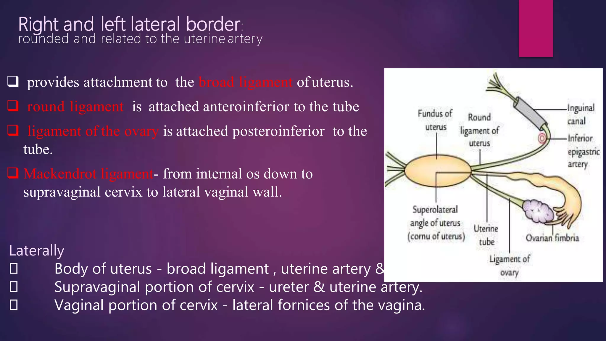 Anatomy of uterus and appendages | PPTX