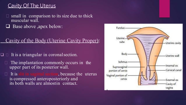 Anatomy of uterus and appendages | PPTX | Pregnancy | Reproductive Health