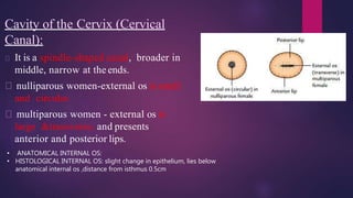 Anatomy of uterus and appendages | PPTX