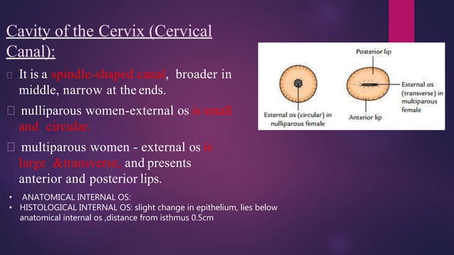 Anatomy of uterus and appendages | PPTX | Pregnancy | Reproductive Health