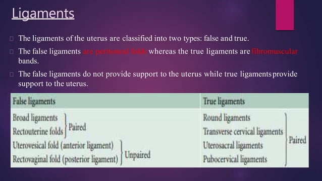 Anatomy of uterus and appendages | PPTX | Pregnancy | Reproductive Health