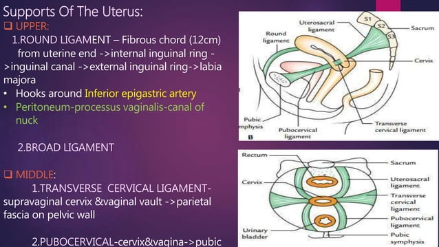 Anatomy of uterus and appendages | PPTX | Pregnancy | Reproductive Health