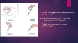 Anatomy of uterus and appendages | PPTX