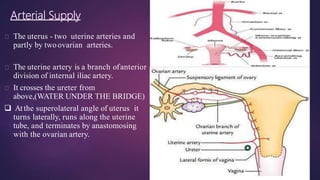 Anatomy of uterus and appendages | PPTX