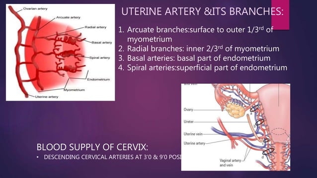 Anatomy of uterus and appendages | PPTX | Pregnancy | Reproductive Health