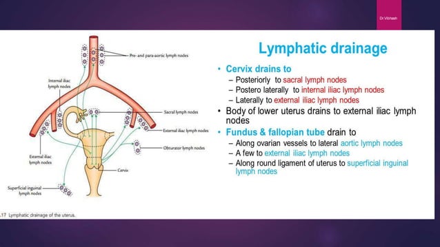 Anatomy of uterus and appendages | PPTX | Pregnancy | Reproductive Health