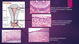 Anatomy of uterus and appendages | PPTX