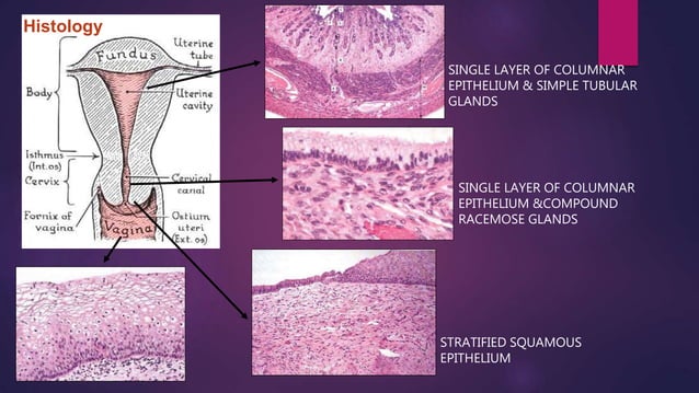 Anatomy of uterus and appendages | PPTX | Pregnancy | Reproductive Health