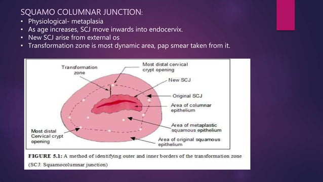 Anatomy of uterus and appendages | PPTX | Pregnancy | Reproductive Health