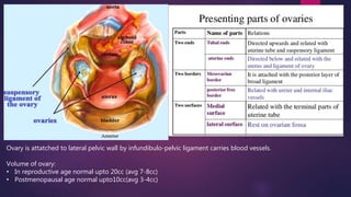 Anatomy of uterus and appendages | PPTX