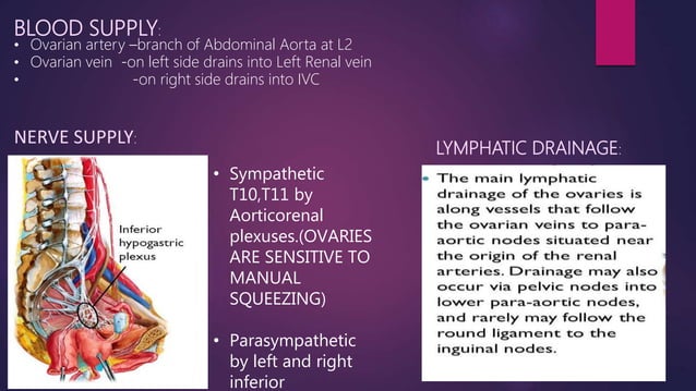 Anatomy of uterus and appendages | PPTX | Pregnancy | Reproductive Health