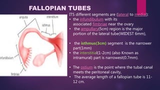 Anatomy of uterus and appendages | PPTX