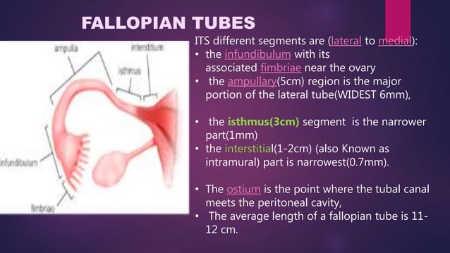 Anatomy of uterus and appendages | PPTX | Pregnancy | Reproductive Health