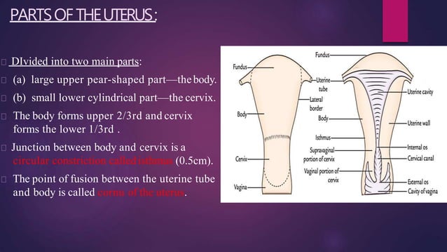 Anatomy of uterus and appendages | PPTX | Pregnancy | Reproductive Health