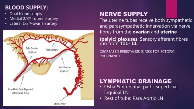Anatomy of uterus and appendages | PPTX | Pregnancy | Reproductive Health