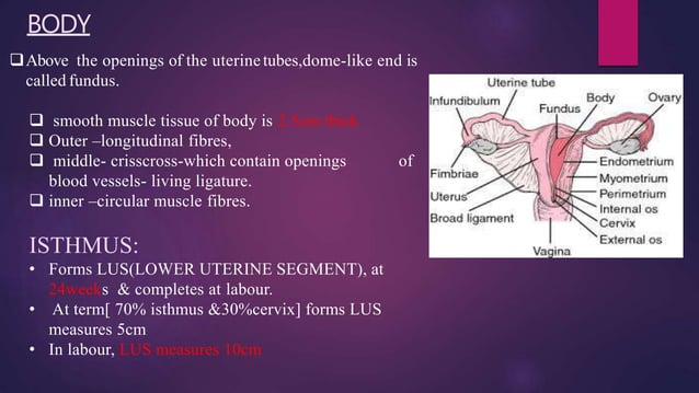 Anatomy of uterus and appendages | PPTX | Pregnancy | Reproductive Health