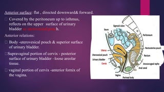 Anatomy of uterus and appendages | PPTX
