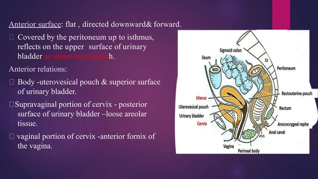 Anatomy of uterus and appendages | PPTX | Pregnancy | Reproductive Health