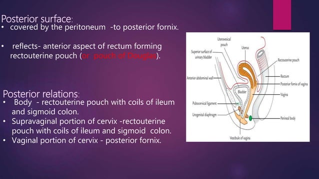 Anatomy of uterus and appendages | PPTX | Pregnancy | Reproductive Health