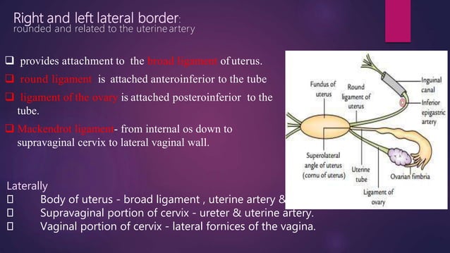 Anatomy of uterus and appendages | PPTX | Pregnancy | Reproductive Health