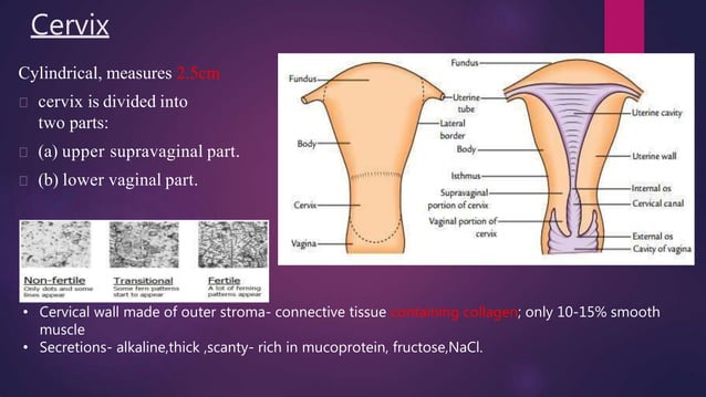 Anatomy of uterus and appendages | PPTX | Pregnancy | Reproductive Health