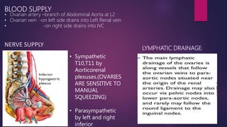 Ovarian Artery Aorta