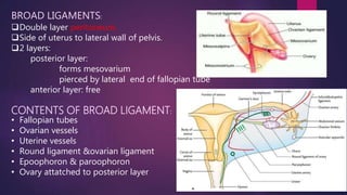 Ovarian Ligament Round Ligament