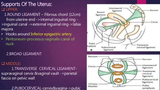 Components Of The Uterus