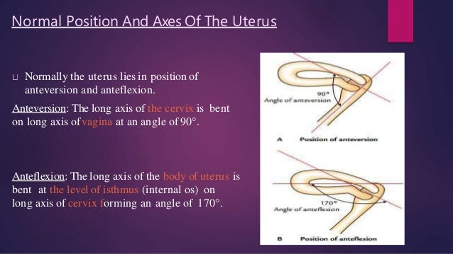 Anatomy of uterus and appendages