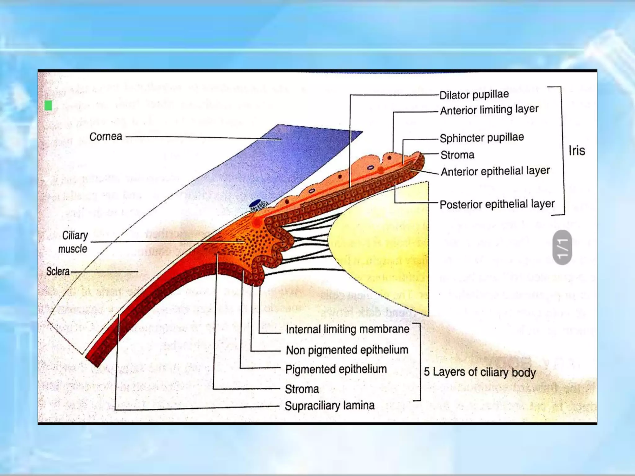 Anatomy of uvea | PPTX