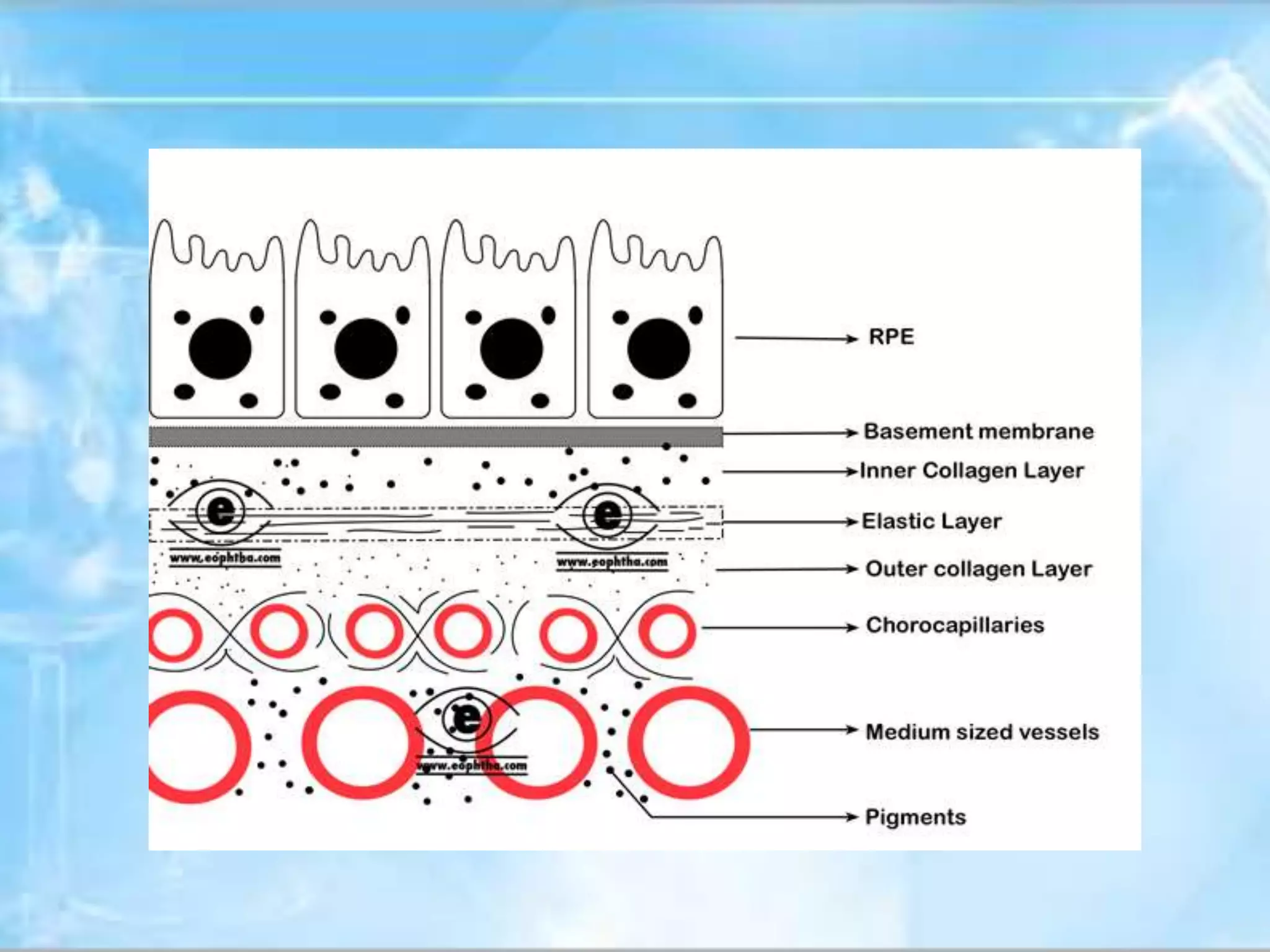Anatomy of uvea | PPTX